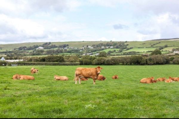 storms in 2026 in ireland | 149 Animals Ads For Sale in Ireland | DoneDeal