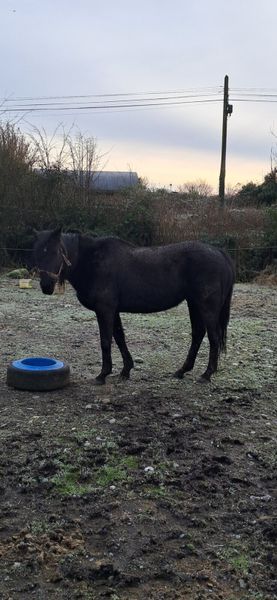 in-place | 15 Horses Ads For Sale in Ireland | DoneDeal