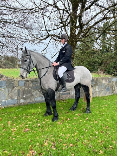 xc | 15 Horses Ads For Sale in Ireland | DoneDeal
