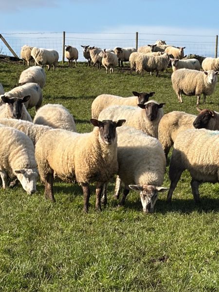 mahogany-display-cabinet Sheep Ads For Sale in Ireland | DoneDeal