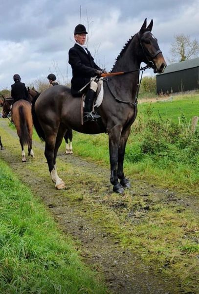 horses riding | 337 All Sections Ads For Sale in Ireland | DoneDeal