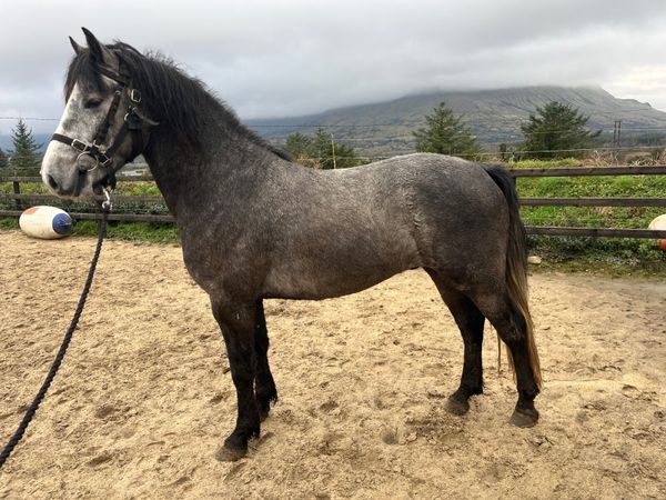 Carry out | 1 Ponies Ad For Sale in Ireland | DoneDeal
