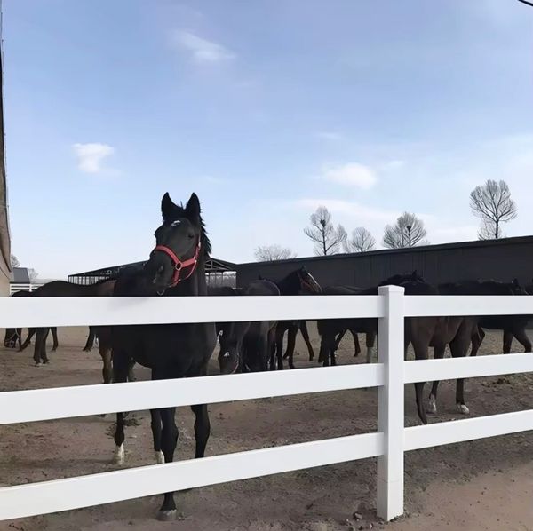 we are go | 4 Horses Ads For Sale in Ireland | DoneDeal