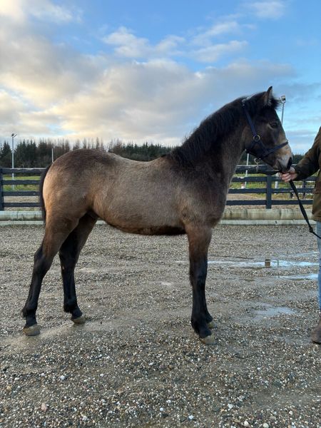 https> | 6 Ponies Ads For Sale in Ireland | DoneDeal