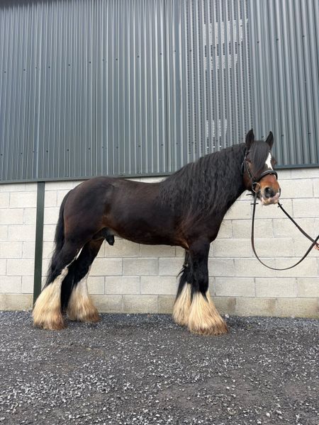 irish cob | 12 Cobs Ads For Sale in Ireland | DoneDeal