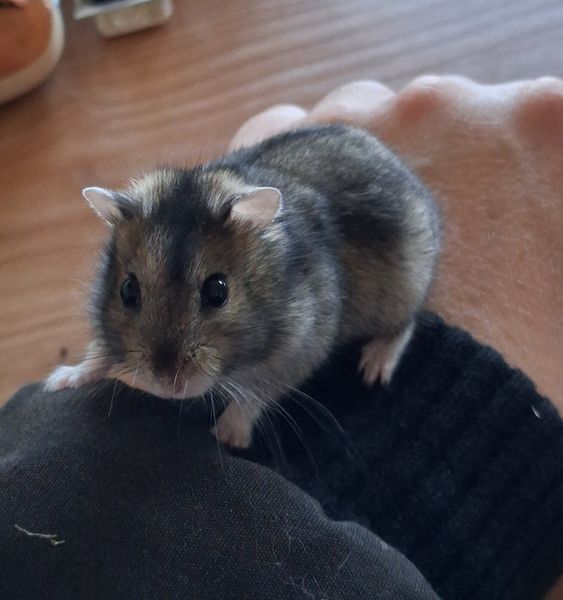 hamsters | 21 Animals Ads For Sale in Ireland | DoneDeal