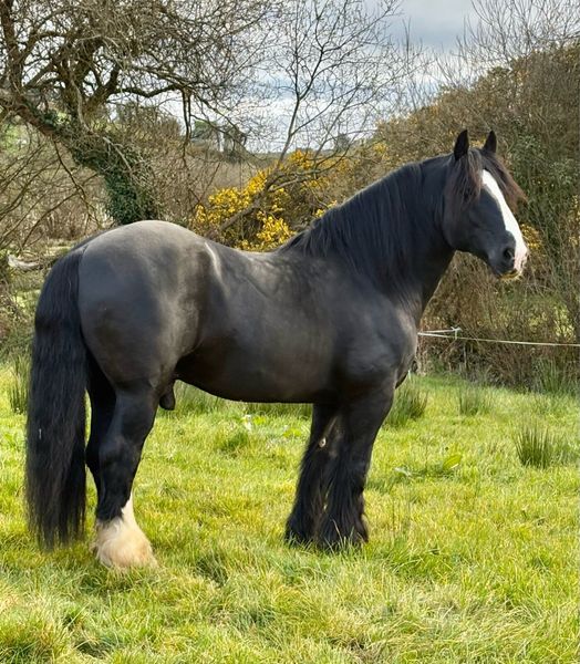 Irish draught for sale | 77 Horses Ads For Sale in Ireland | DoneDeal
