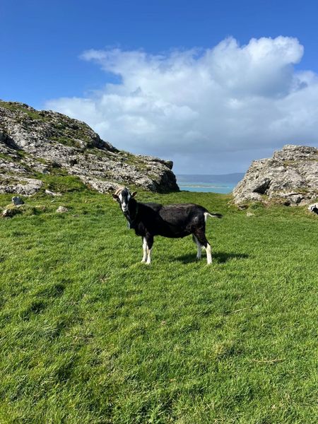 goats for sale | 44 Livestock Ads For Sale in Ireland | DoneDeal