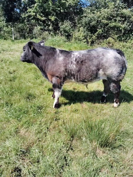 livestock for sale | 419 Farming Ads For Sale in Ireland | DoneDeal
