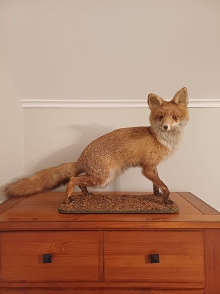 taxidermy | 26 House & DIY Ads For Sale in Ireland | DoneDeal