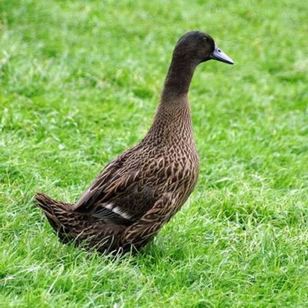 ducks | 170 Poultry Ads For Sale in Ireland | DoneDeal