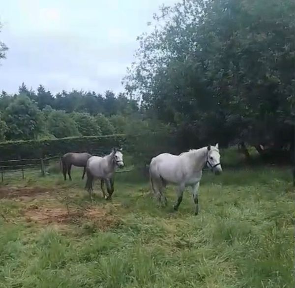 connemara gelding | 14 Horses Ads For Sale in Ireland | DoneDeal