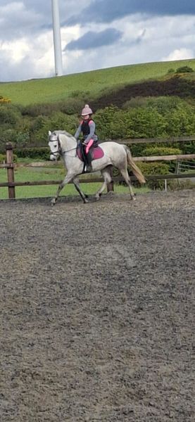 connemara gelding | 14 Horses Ads For Sale in Ireland | DoneDeal