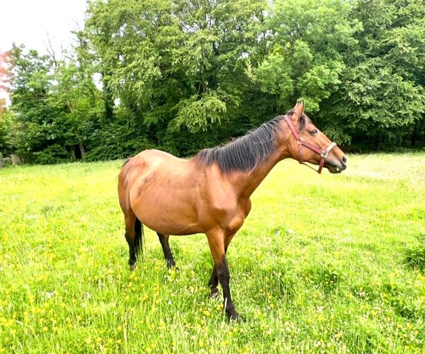 Jasper horse for sale | 182 Equine Ads For Sale in Ireland | DoneDeal