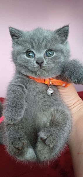 riddlesden post office for sale | 42 Animals Ads For Sale in Ireland ...