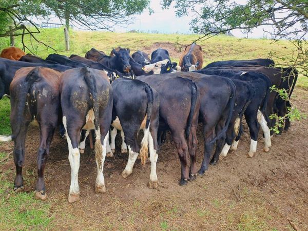 friesian heifers | 104 Livestock Ads For Sale in Ireland | DoneDeal