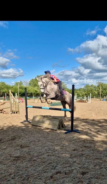 id= | 39 Equine Ads For Sale in Ireland | DoneDeal