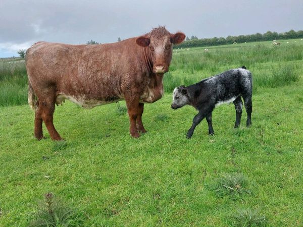 mini highland cow for sale | 304 Beef Cattle Ads For Sale in Ireland ...