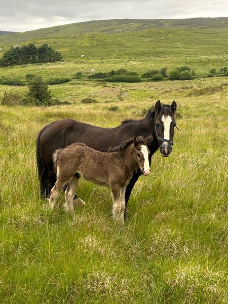 greyhound-pups Cobs Ads For Sale in Ireland | DoneDeal